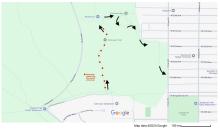 Nurse Log Study | ingridscience.ca